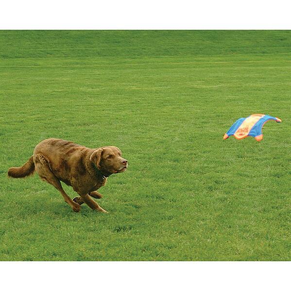 CHUCK IT! FLYING SQUIRREL MED – Pawesome Adventure and Sport